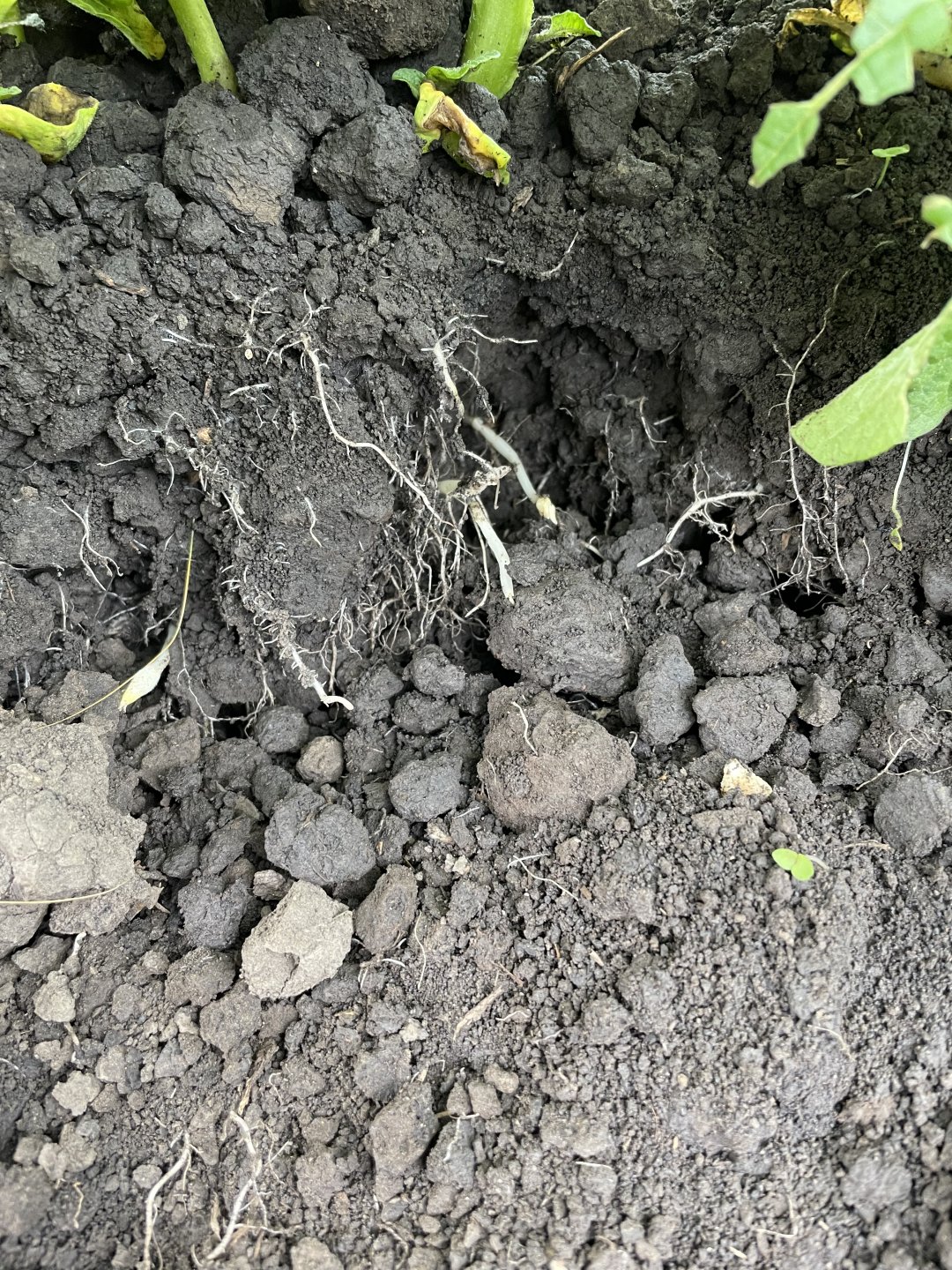 Crow invasion | The Farming Forum