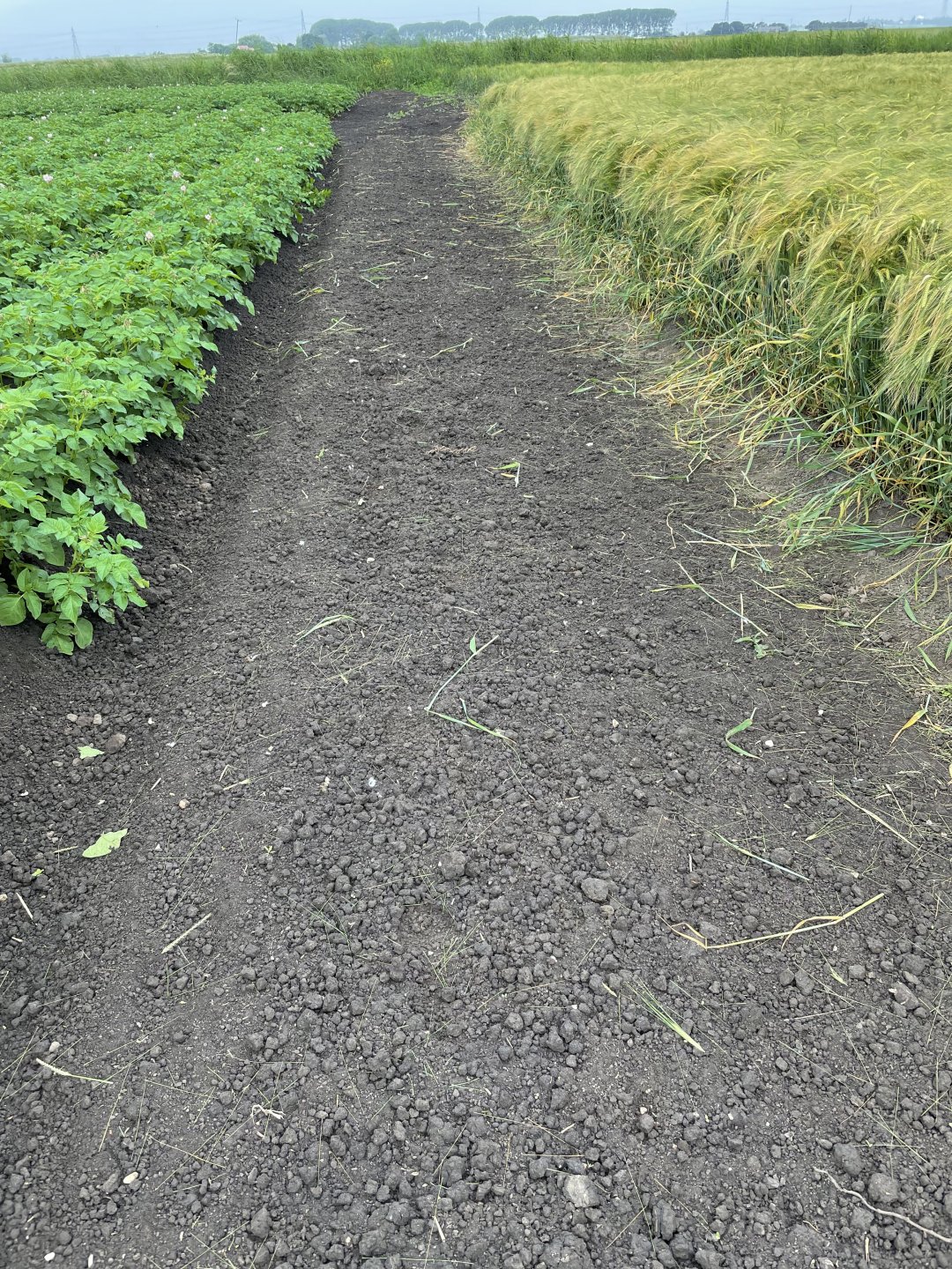 Crow invasion | The Farming Forum