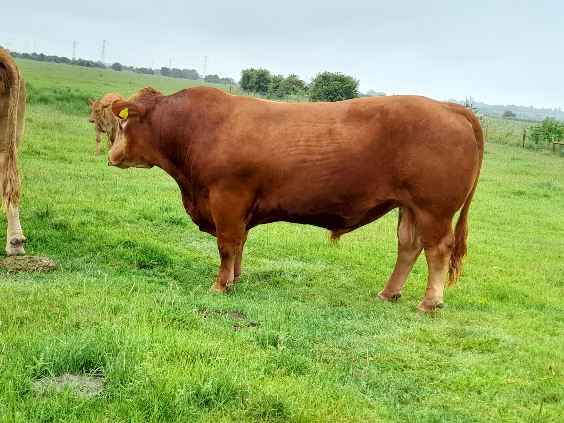 Native breeds photographs | Page 99 | The Farming Forum