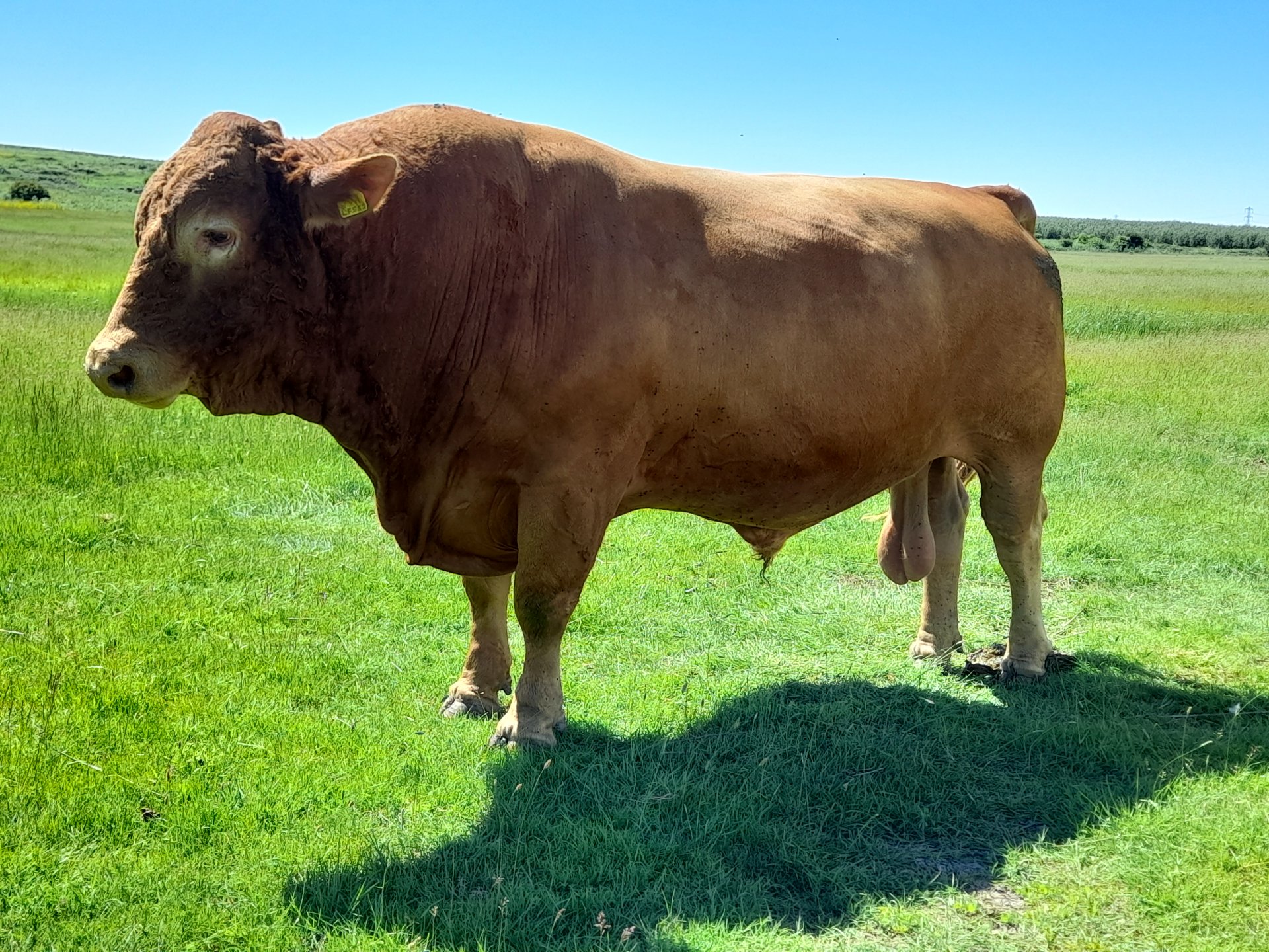 Native breeds photographs | Page 99 | The Farming Forum