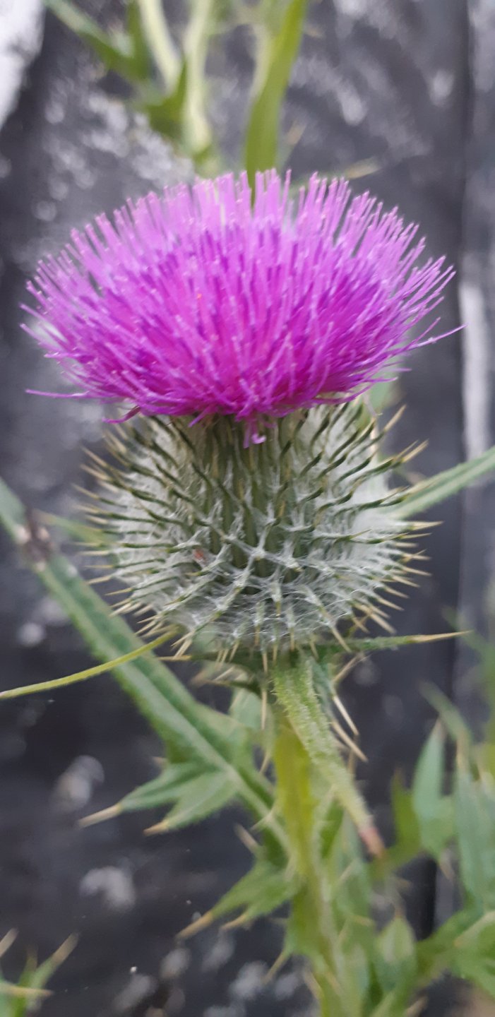 King Thistles | The Farming Forum