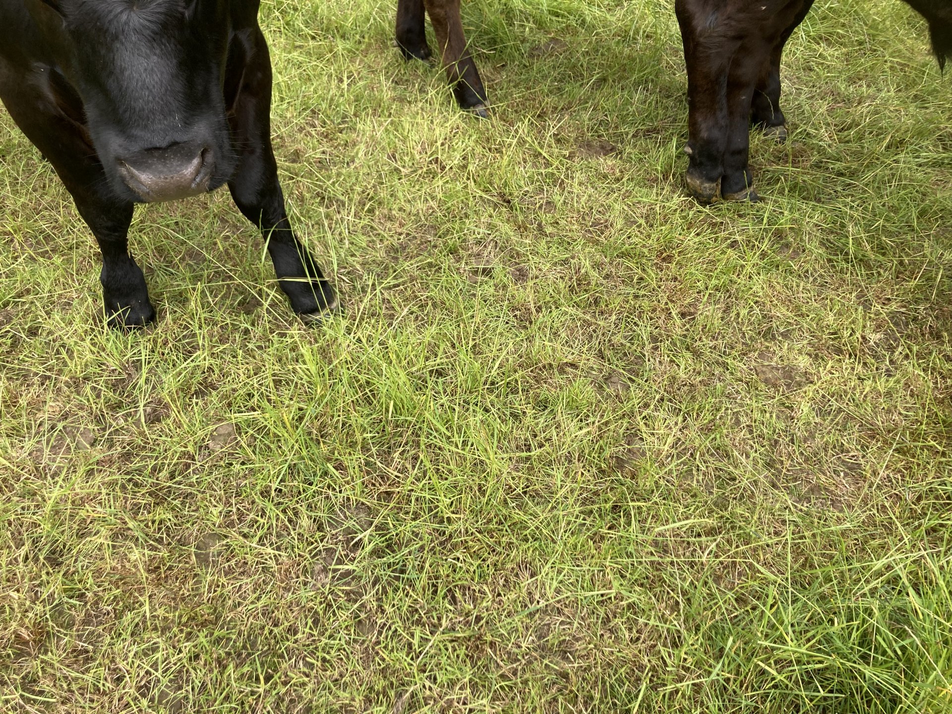 "Improving Our Lot" - Planned Holistic Grazing, for starters.. | Page 1073 | The Farming Forum