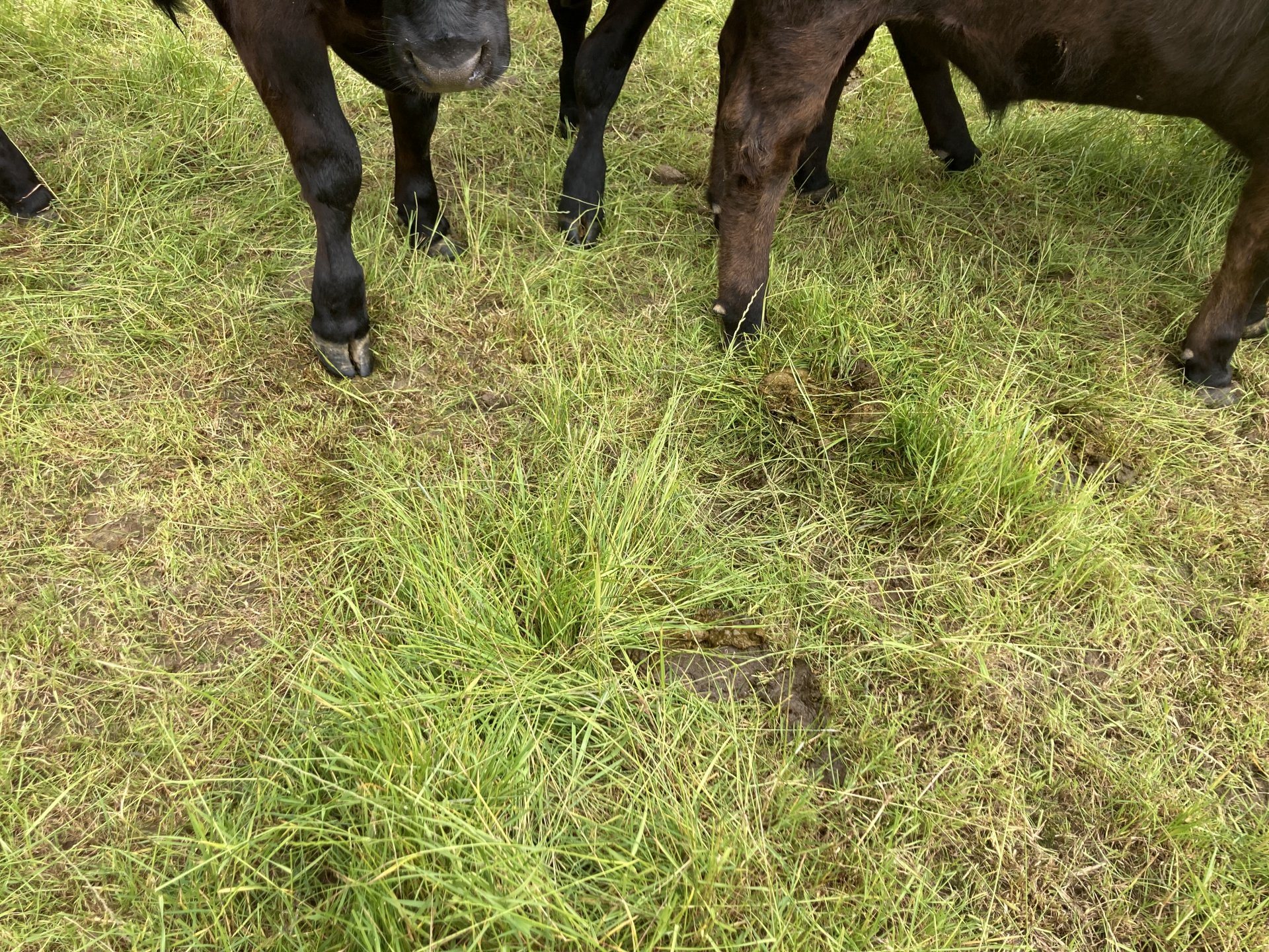 "Improving Our Lot" - Planned Holistic Grazing, for starters.. | Page 1073 | The Farming Forum