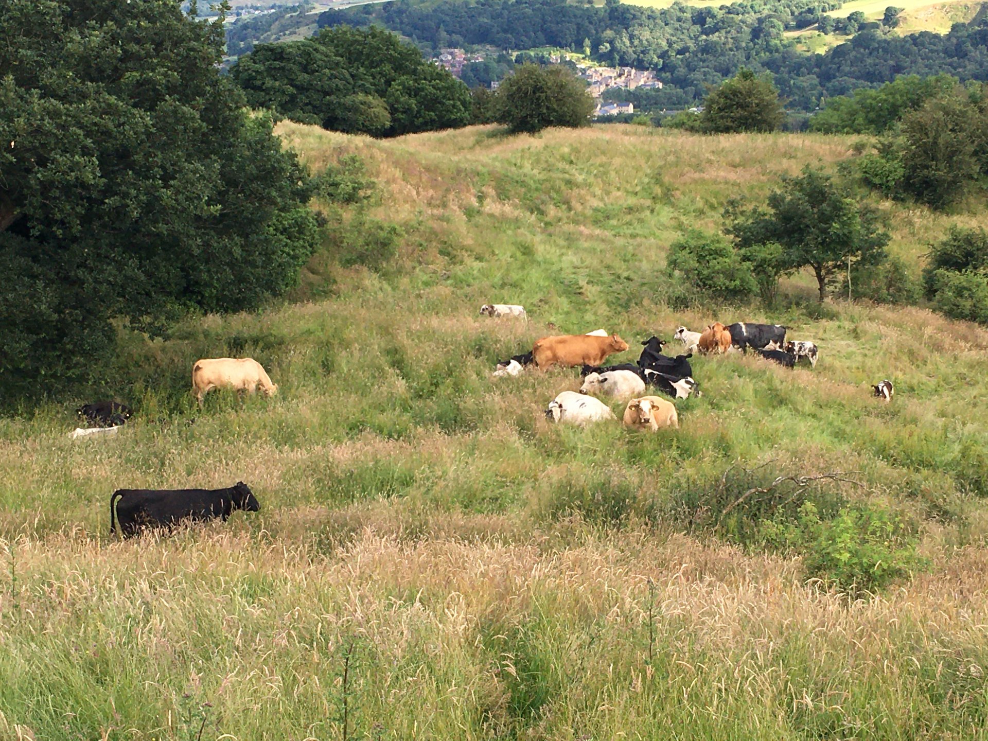 "Improving Our Lot" - Planned Holistic Grazing, for starters.. | Page 1081 | The Farming Forum