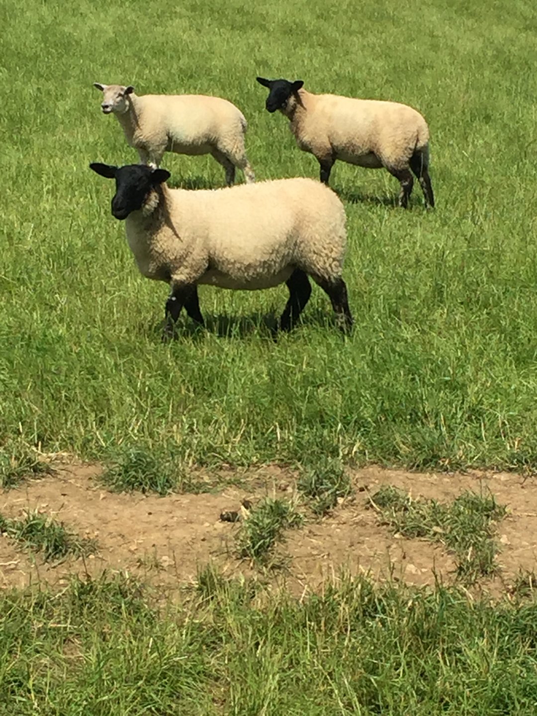 Beef / Lamb & Pig Price Tracker | Page 3597 | The Farming Forum