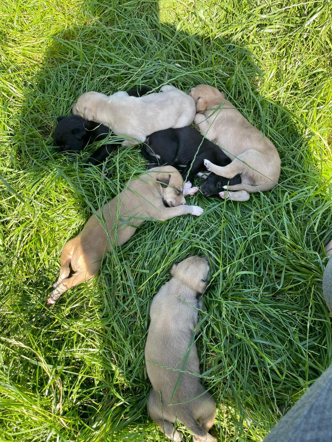 The Farm Dog | Page 122 | The Farming Forum