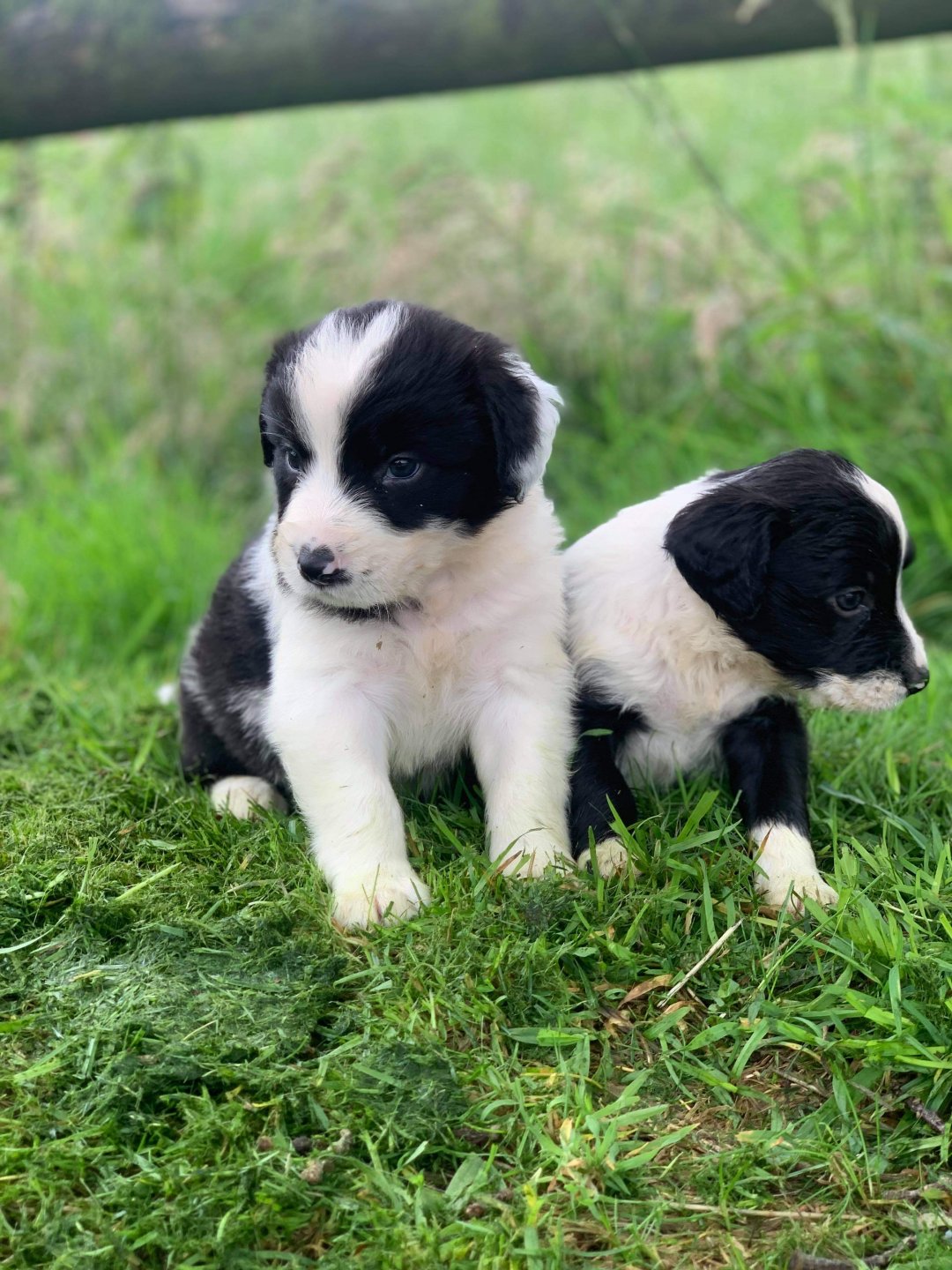 Blue Merle X Springer spaniel pups £600 | The Farming Forum