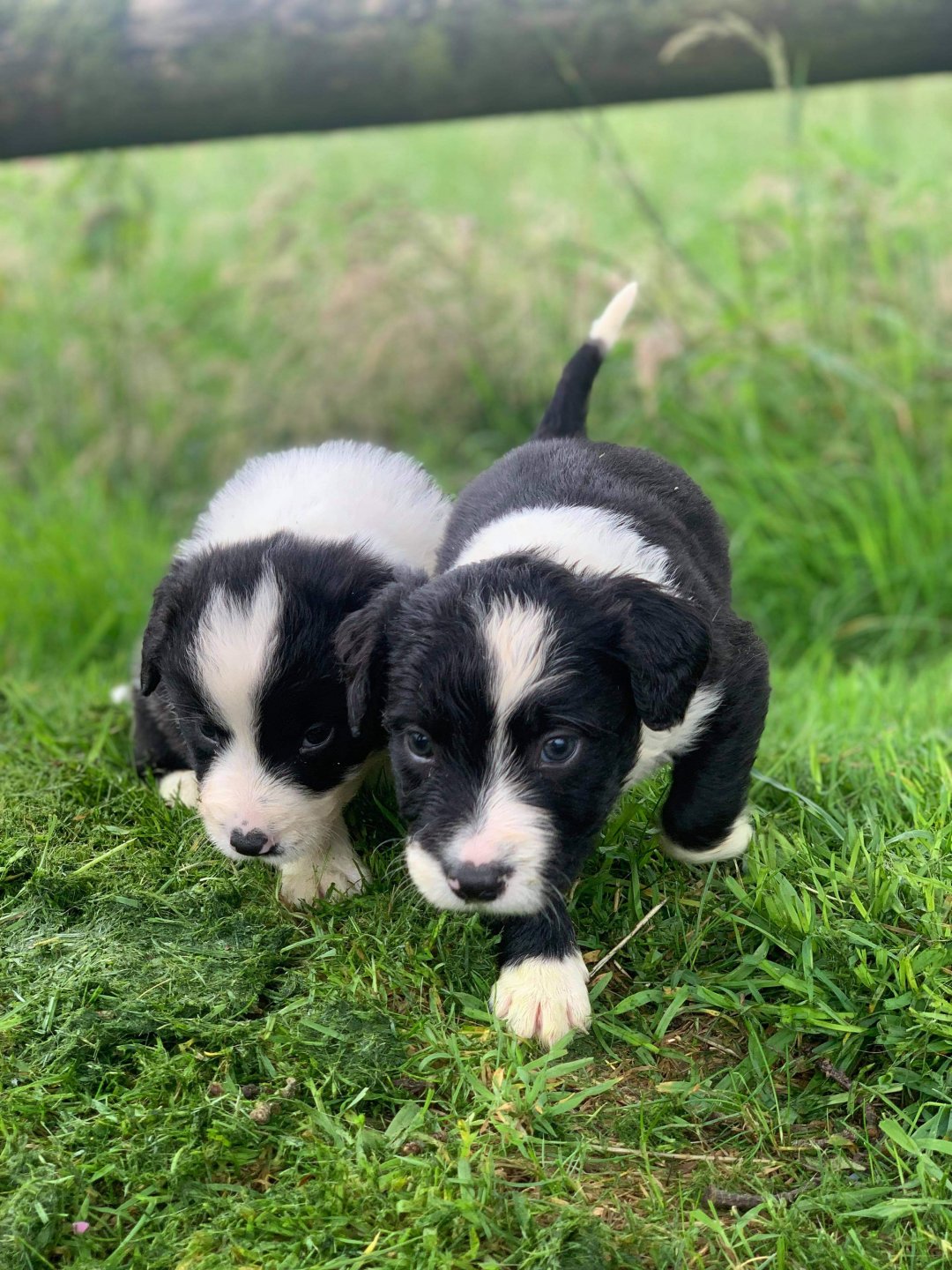 Blue Merle X Springer spaniel pups £600 | The Farming Forum