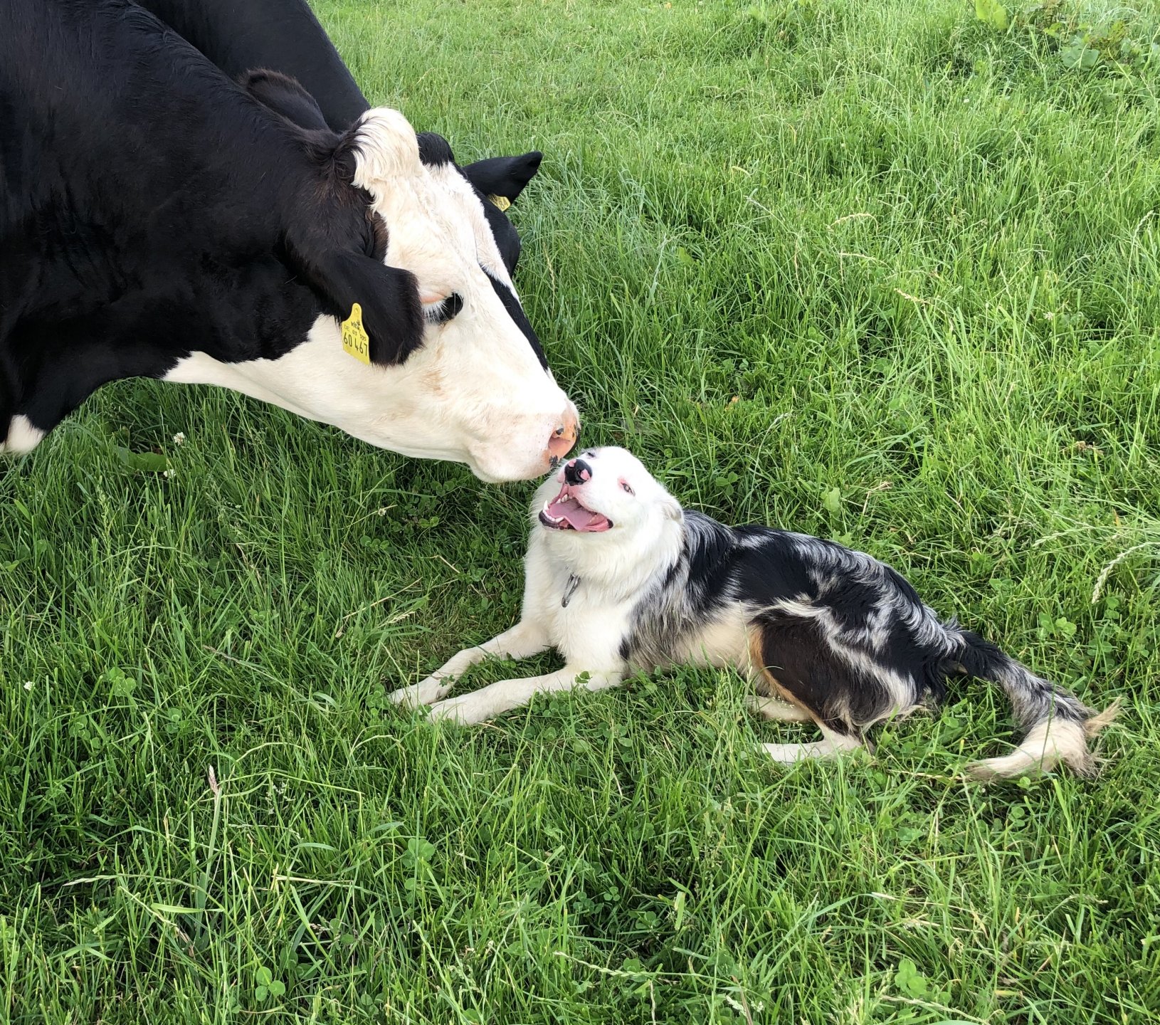 Blue Merle X Springer spaniel pups £600 | The Farming Forum