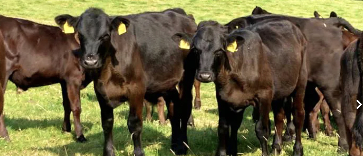Aberdeen Angus x 4-7 months old | The Farming Forum