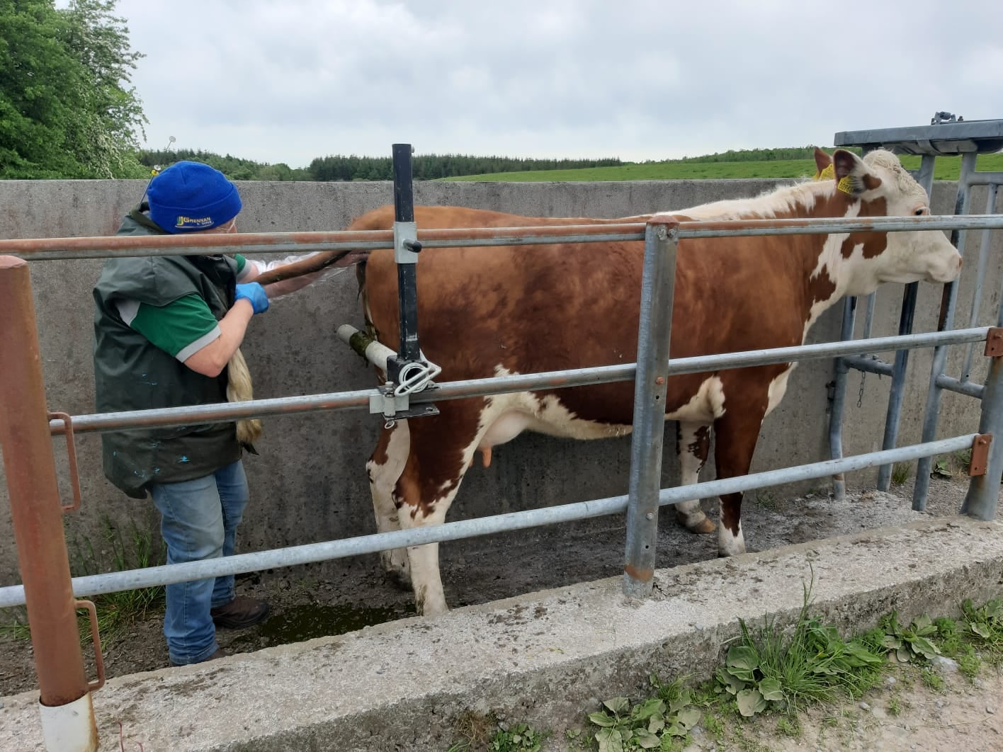 Cattle Crush/Cattle Race | The Farming Forum