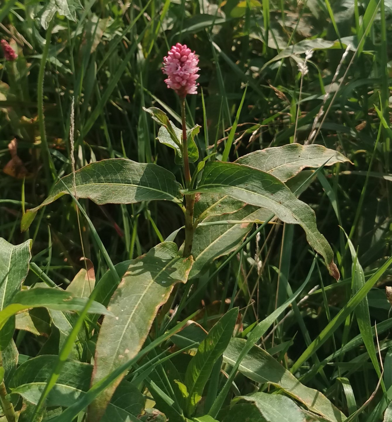 Water smartweed / amphibious bistort control | The Farming Forum