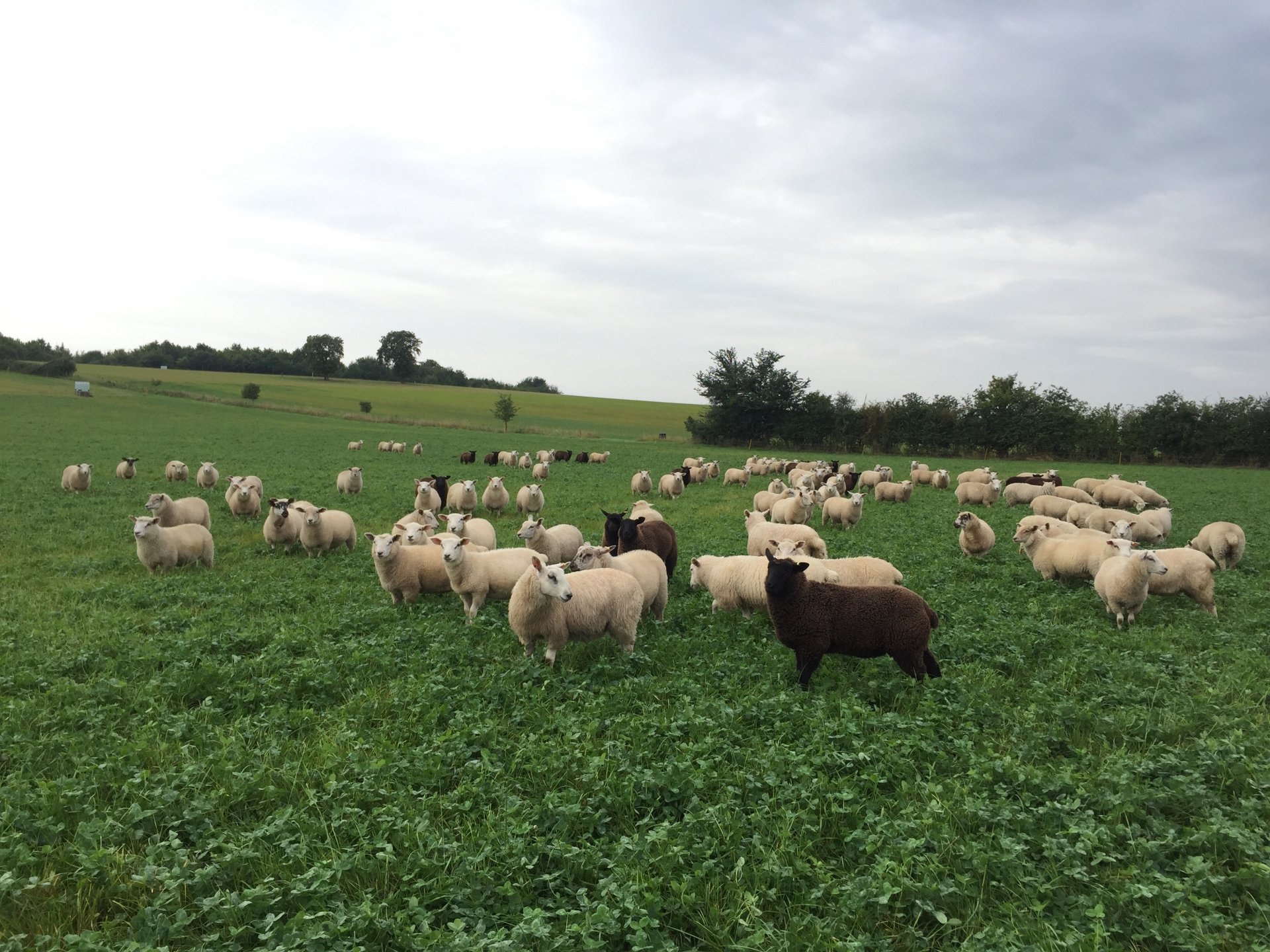 Grazing clover | The Farming Forum
