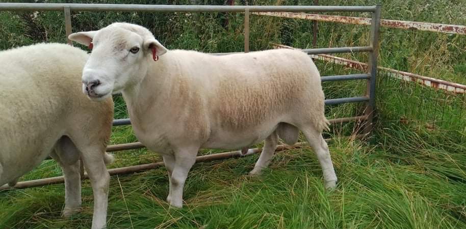 2x full mouth Exlana Tups | The Farming Forum