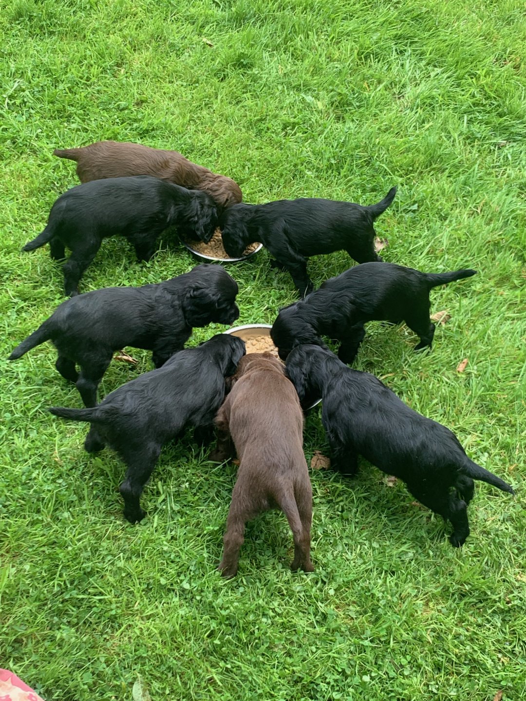Working Sprocker Pups for sale | The Farming Forum
