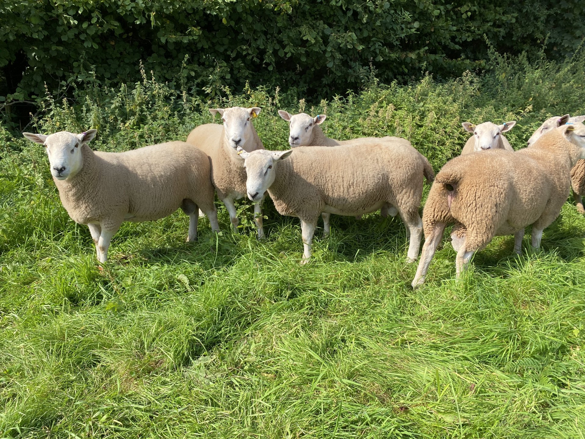 Grass fed Lleyn shearling rams | The Farming Forum