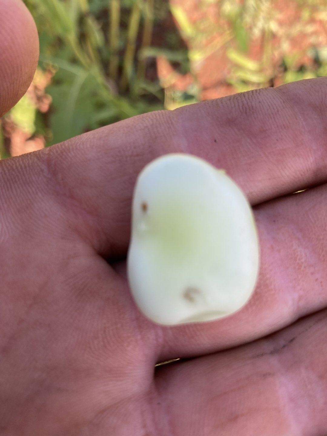 What are these in my beans | The Farming Forum