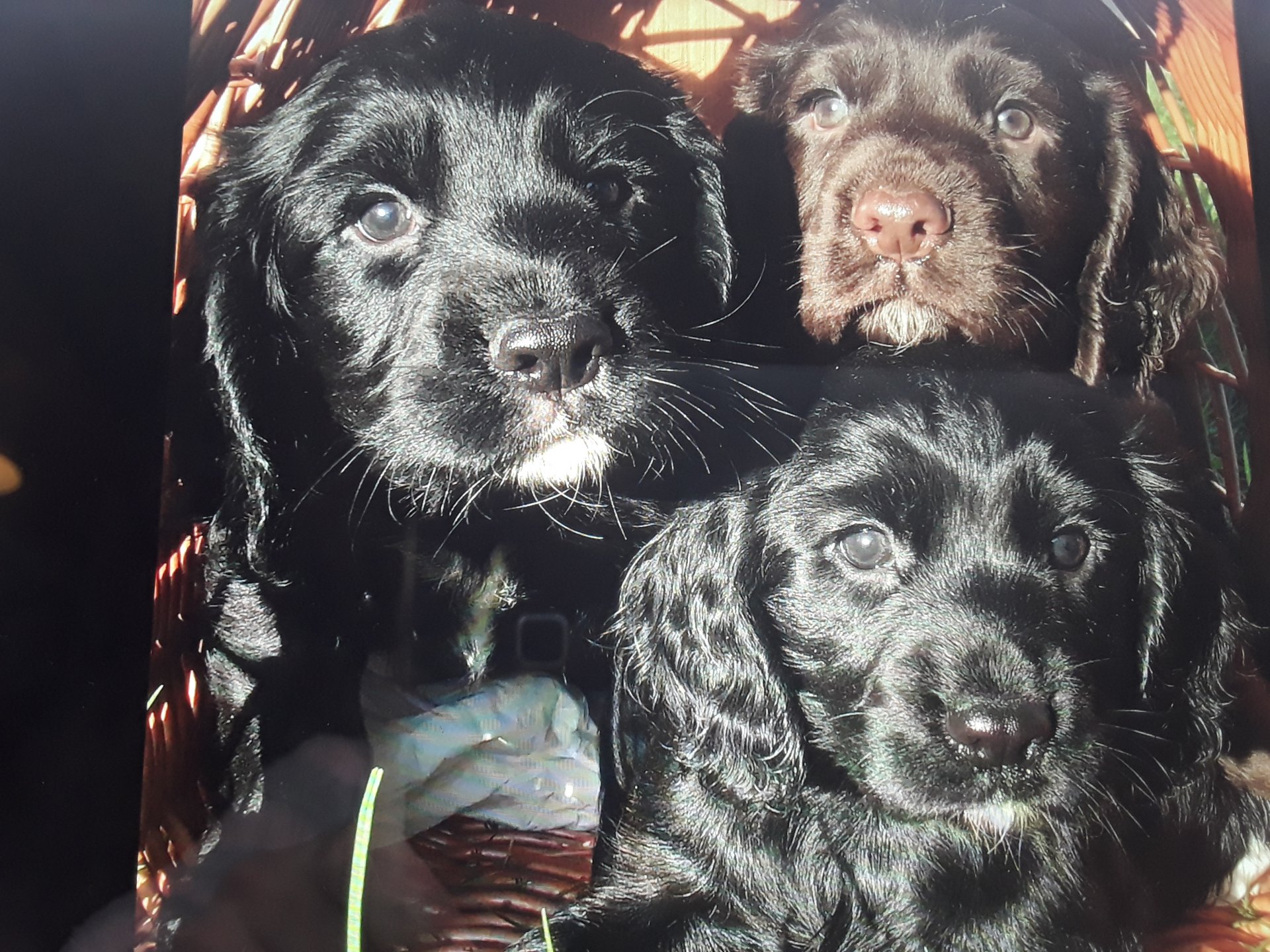 Pedigree Cocker spaniel puppies. | The Farming Forum