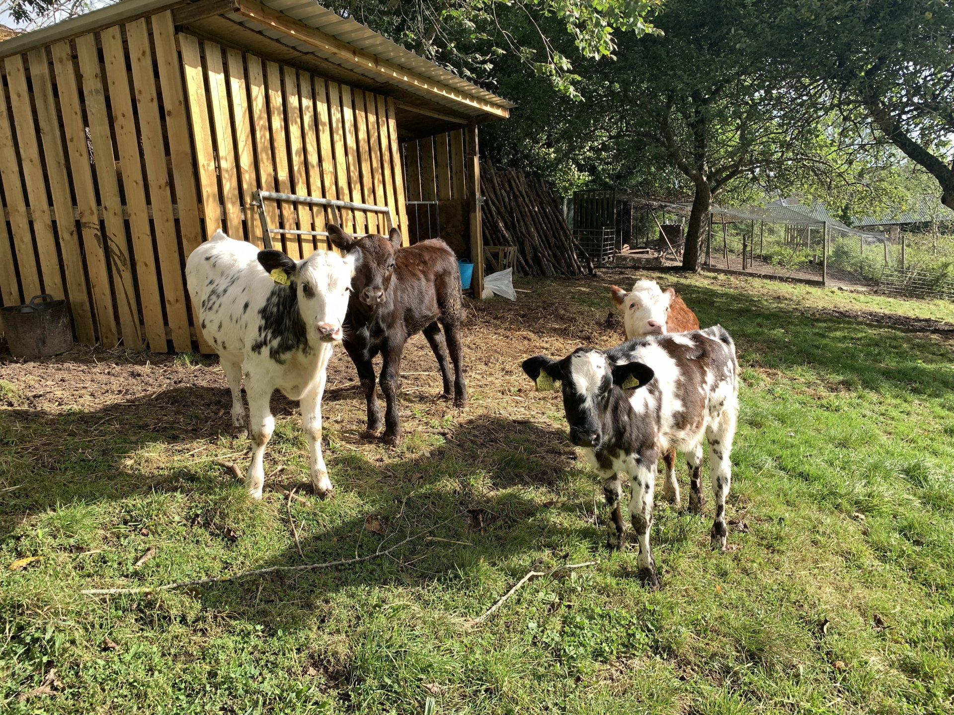 4 weaned calves | The Farming Forum