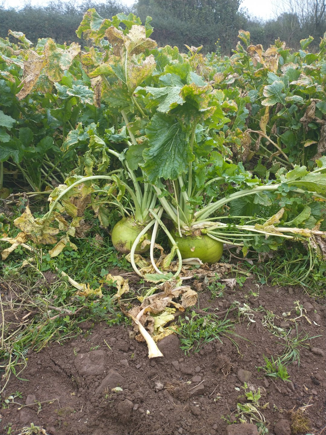 Grazing swede tops with lambs | The Farming Forum