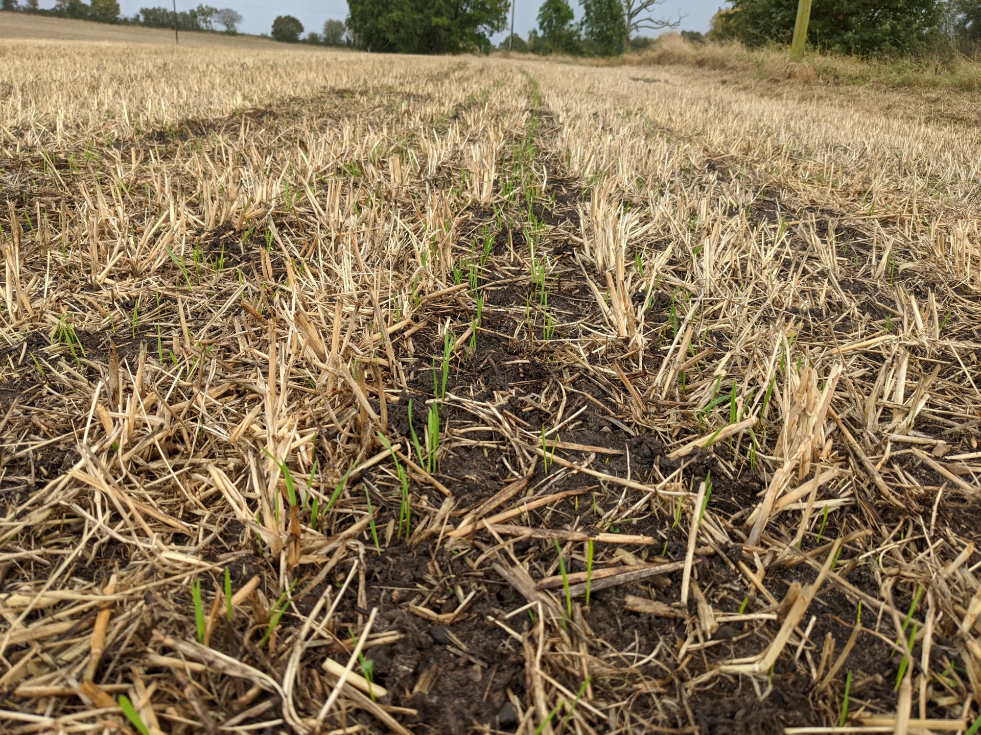 Direct drill for grain and grass? | The Farming Forum