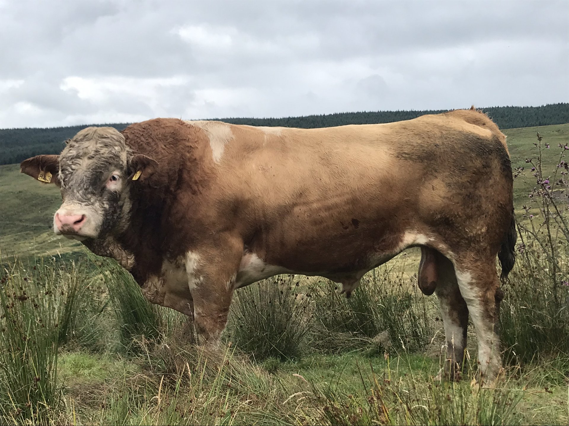 Simmental Bull | The Farming Forum